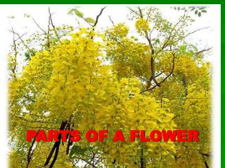 PPT - PARTS OF A FLOWER PowerPoint Presentation, free download - ID:3099139