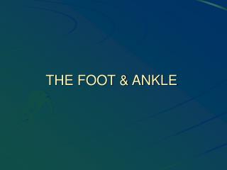 PPT - THE FOOT & ANKLE PowerPoint Presentation, free download - ID:3101301