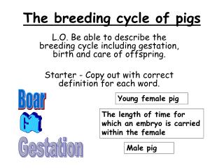 PPT - The breeding cycle of pigs PowerPoint Presentation, free download ...
