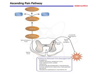 PPT - Figure 1 The nociceptive pain pathway PowerPoint Presentation ...
