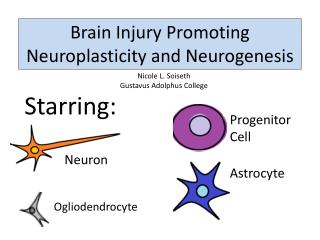 PPT - Brain Injury Promoting Neuroplasticity and Neurogenesis ...