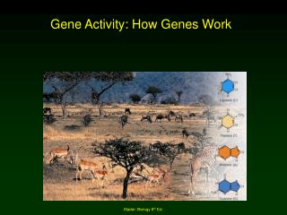 PPT - Gene Activity: How Genes Work PowerPoint Presentation - ID:209589