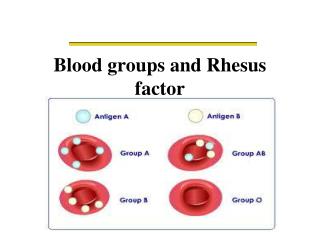 PPT - Blood groups and Rhesus factor PowerPoint Presentation, free ...