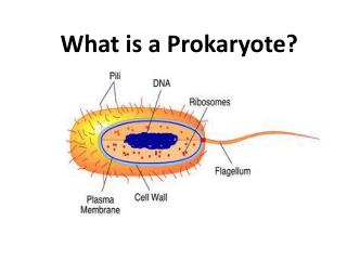 PPT - What is a Prokaryote? PowerPoint Presentation, free download - ID ...