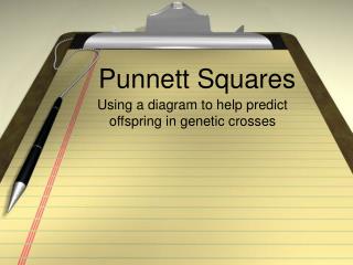 PPT - Punnett Squares PowerPoint Presentation, free download - ID:3195867