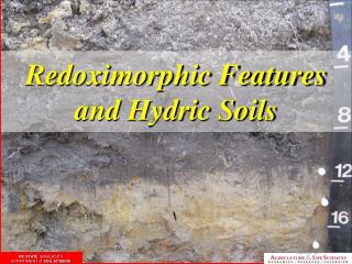 PPT - Using SOILTAXONOMY to Identify Hydric Soils PowerPoint ...