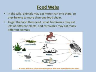 PPT - Food Webs PowerPoint Presentation, free download - ID:3228912