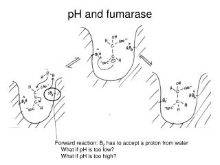 PPT - Fumarase Deficiency PowerPoint Presentation - ID:1728119