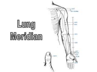 PPT - Lung Meridian PowerPoint Presentation, free download - ID:3282291