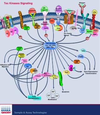 PPT - Tyrosine kinase -linked receptors part 1 Cytokine- chemokine ...