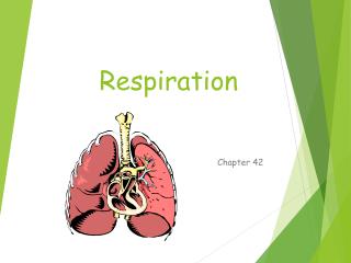 PPT - Respiration PowerPoint Presentation, free download - ID:3334303