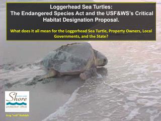 PPT - Loggerhead Sea Turtles: PowerPoint Presentation, free download ...