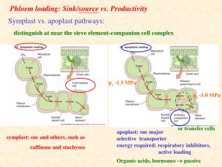 PPT - Phloem loading: Sink/ source vs. Productivity PowerPoint ...