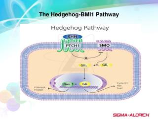 PPT - Hedgehog signaling pathway PowerPoint Presentation - ID:453720