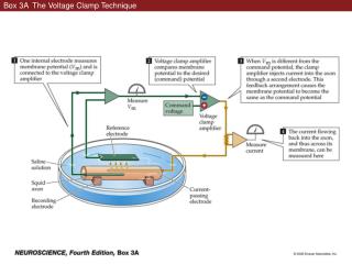 PPT - Box 3A The Voltage Clamp Technique PowerPoint Presentation, free ...