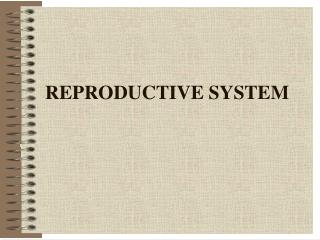 PPT - REPRODUCTIVE SYSTEM PowerPoint Presentation, free download - ID ...