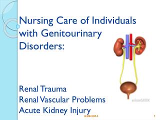 PPT - The Kidney PowerPoint Presentation, free download - ID:3583407