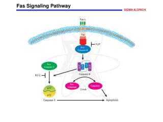 PPT - Fas Signaling Pathway PowerPoint Presentation, free download - ID ...