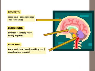 PPT - NEOCORTEX PowerPoint Presentation, free download - ID:3648416