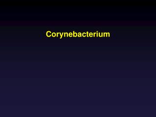 PPT - Corynebacterium diphtheriae PowerPoint Presentation - ID:3672369