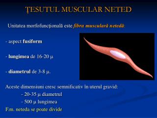 PPT - EL TEJIDO MUSCULAR PowerPoint Presentation - ID:3434617