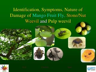 PPT - Identification, Symptoms, Nature of Damage of Mango Fruit Fly ...