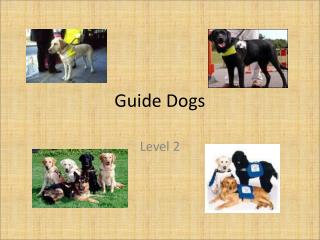 PPT - Guide Dogs PowerPoint Presentation, free download - ID:3656503