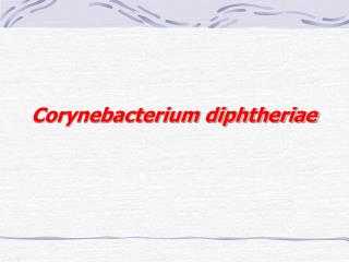 PPT - Corynebacterium diphtheriae PowerPoint Presentation - ID:3672369
