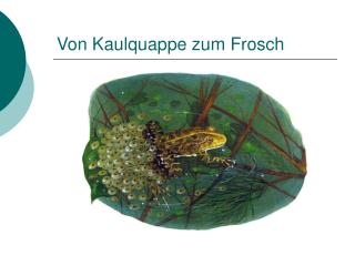 PPT - Die Entwicklung von der Kaulquappe zum Frosch PowerPoint ...