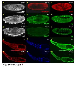 Dic dapi fitc cryptosporidium PowerPoint (PPT) Presentations, Dic dapi ...