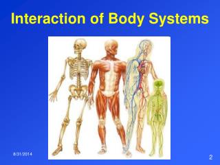 PPT - Interaction of Body Systems PowerPoint Presentation, free ...