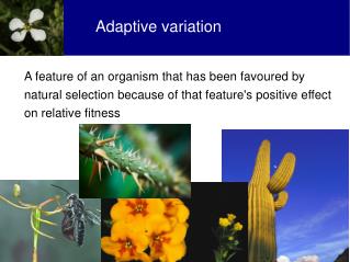 PPT - Adaptation and Variation PowerPoint Presentation - ID:1971115