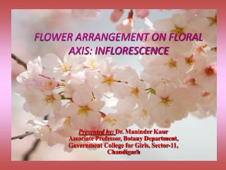 PPT - FLOWER ARRANGEMENT ON FLORAL AXIS: INFLORESCENCE PowerPoint ...