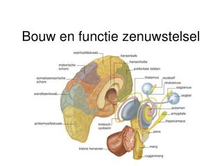PPT - Organismen microscopisch bekeken PowerPoint Presentation - ID:4911163