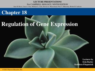PPT - Regulation of Gene Expression PowerPoint Presentation, free ...