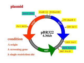 PPT - The constructed E. coli plasmid pBR322 PowerPoint Presentation ...