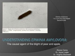 PPT - Understanding Erwinia Amylovora : PowerPoint Presentation, free ...