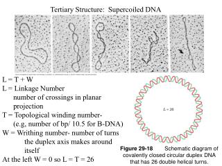 PPT - Tertiary Structure: Supercoiled DNA PowerPoint Presentation, free ...