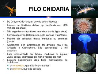 PPT - FILO CNIDARIA PowerPoint Presentation, free download - ID:3993063