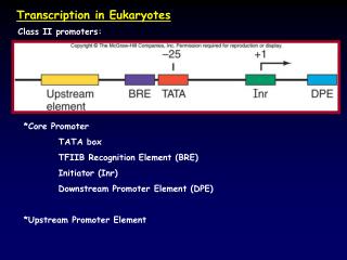 PPT - Transcription in Eukaryotes PowerPoint Presentation, free ...