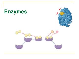 PPT - Enzymes PowerPoint Presentation, free download - ID:4028953