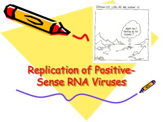 PPT - Replication of Positive-Sense RNA Viruses PowerPoint Presentation ...