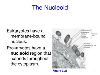 PPT - nucleoid distribution PowerPoint Presentation - ID:5565400