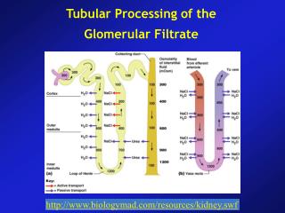 PPT - Glomerular Diseases PowerPoint Presentation - ID:1847996