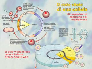 PPT - Il ciclo cellulare PowerPoint Presentation - ID:5428881
