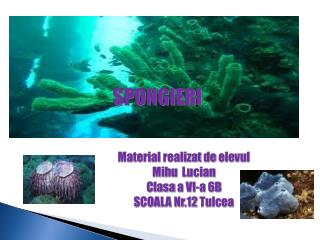 PPT - SPONGIERI PowerPoint Presentation, free download - ID:4145908