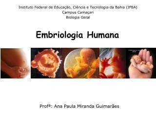 PPT - Embriologia Humana PowerPoint Presentation, free download - ID ...