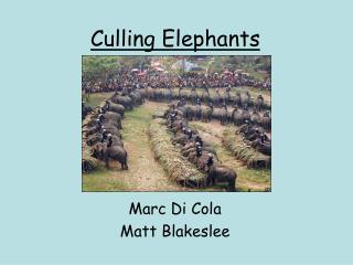 PPT - Culling Elephants PowerPoint Presentation, free download - ID:4165093