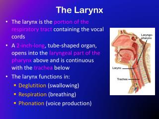 PPT - Phonation: The Larynx and You PowerPoint Presentation - ID:1206465