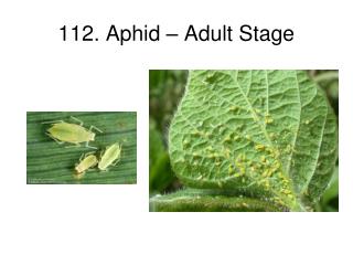 PPT - Aphid Life Cycle PowerPoint Presentation - ID:4177688